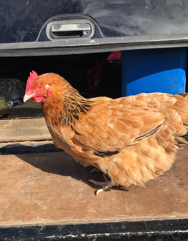 All Creatures Animal Experience